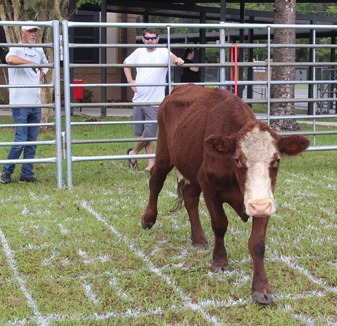 Cow-Patty Bingo raises $9K-plus for Arc of Bradford – BC Telegraph